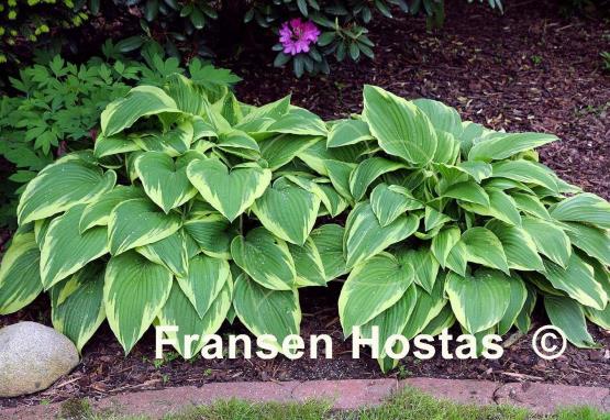 Hosta Antioch - Fransen Hostas